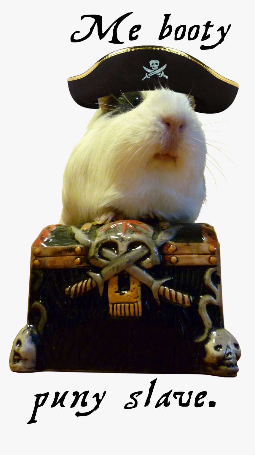 Guinea Pig Png, Transparent Png , Transparent Png Image - PNGitem