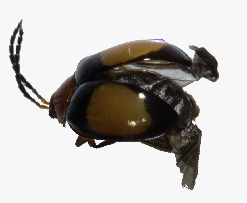 Japanese Rhinoceros Beetle , Png Download, Transparent Png ...