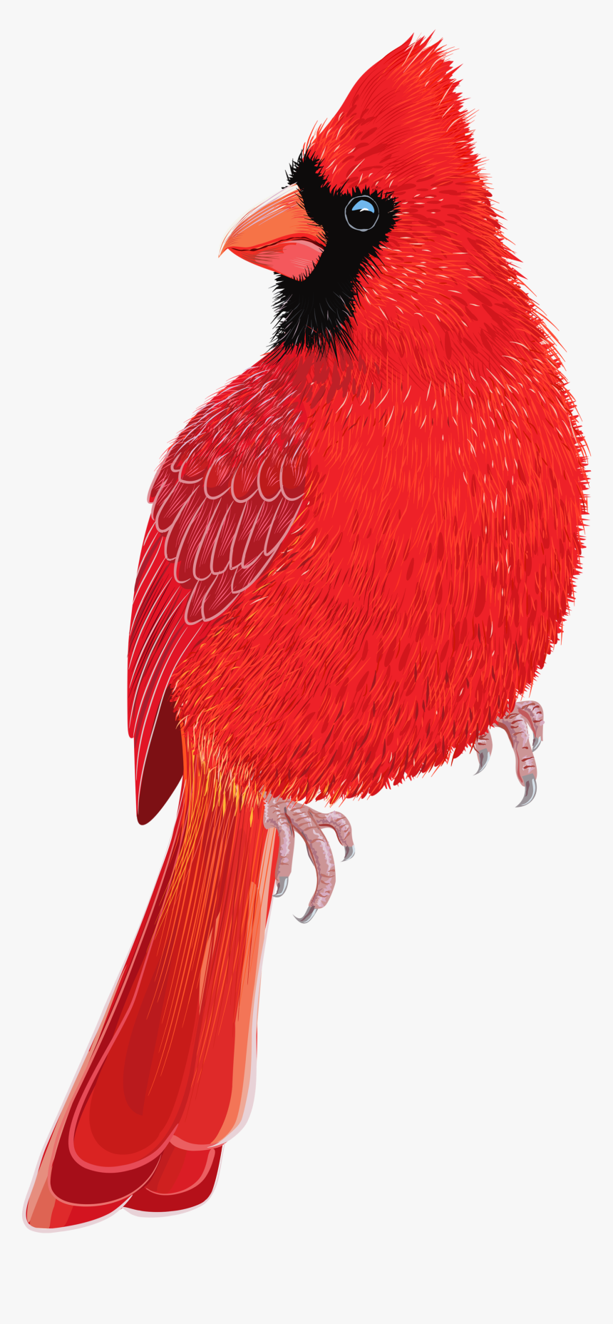 Red Bird Png Clipart Image - Red Cardinal Transparent Background, Png ...