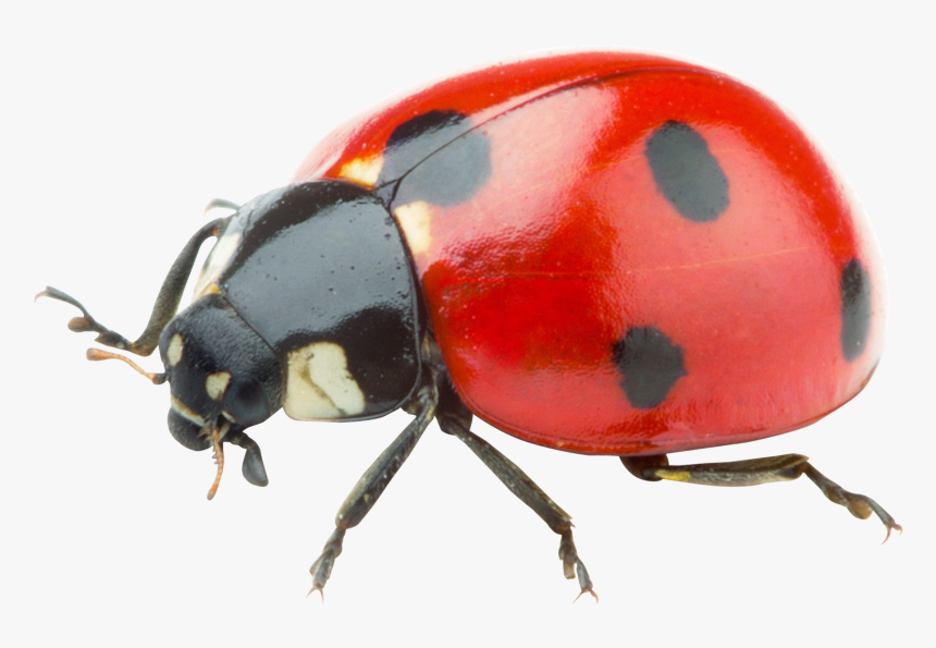 Ladybug Transparent Background, HD Png Download , Transparent Png Image ...