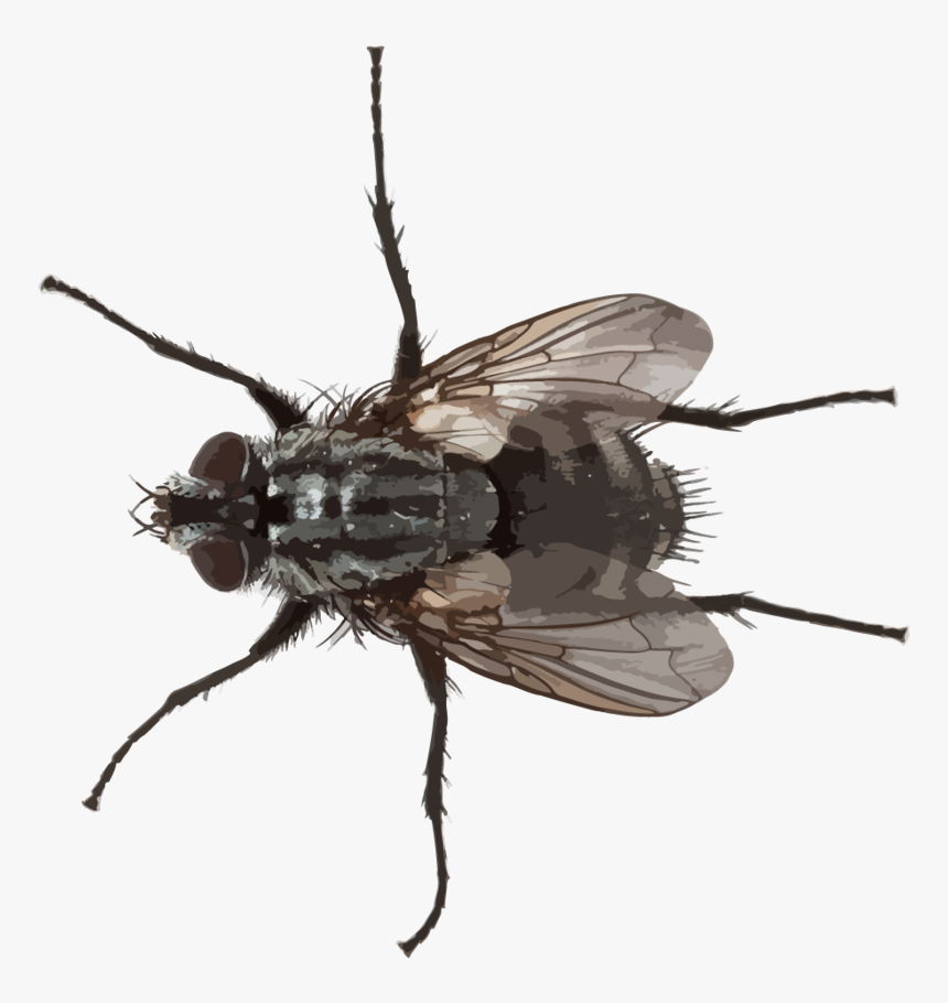 Blowflies - Small Fly Png, Transparent Png , Transparent Png Image ...