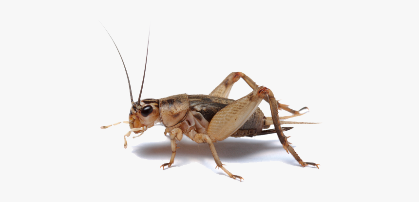 Insect Transparent Png - Insect Cricket, Png Download , Transparent Png ...