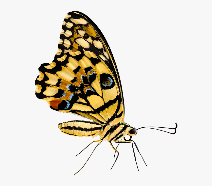Insect Png, Transparent Png , Transparent Png Image - PNGitem