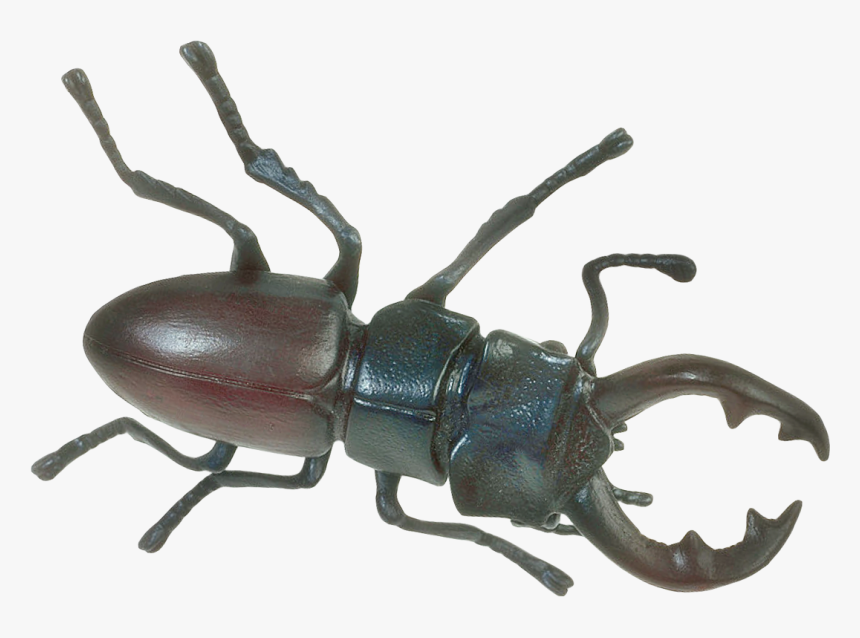 Insect Png Transparent Image - Insects Transparent, Png Download ...