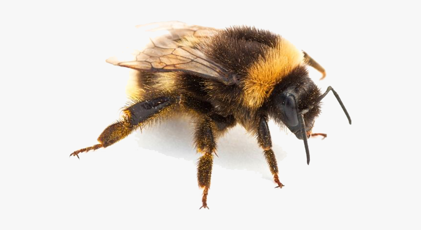 Download Insect Png Pic For Designing Projects - Bumblebee Insect Png ...