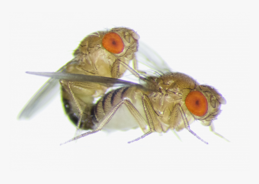Fruit Fly Png - Fruit Flies, Transparent Png , Transparent Png Image ...