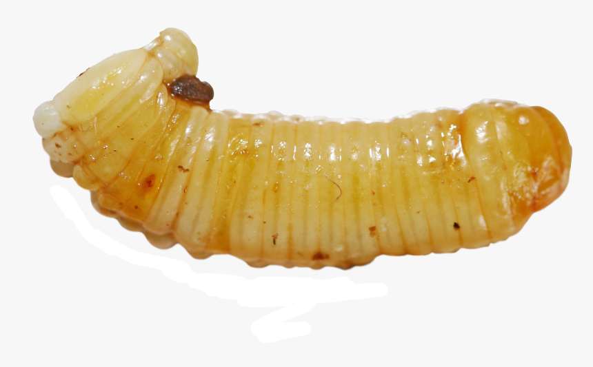 Maggot Png, Transparent Png , Transparent Png Image - PNGitem