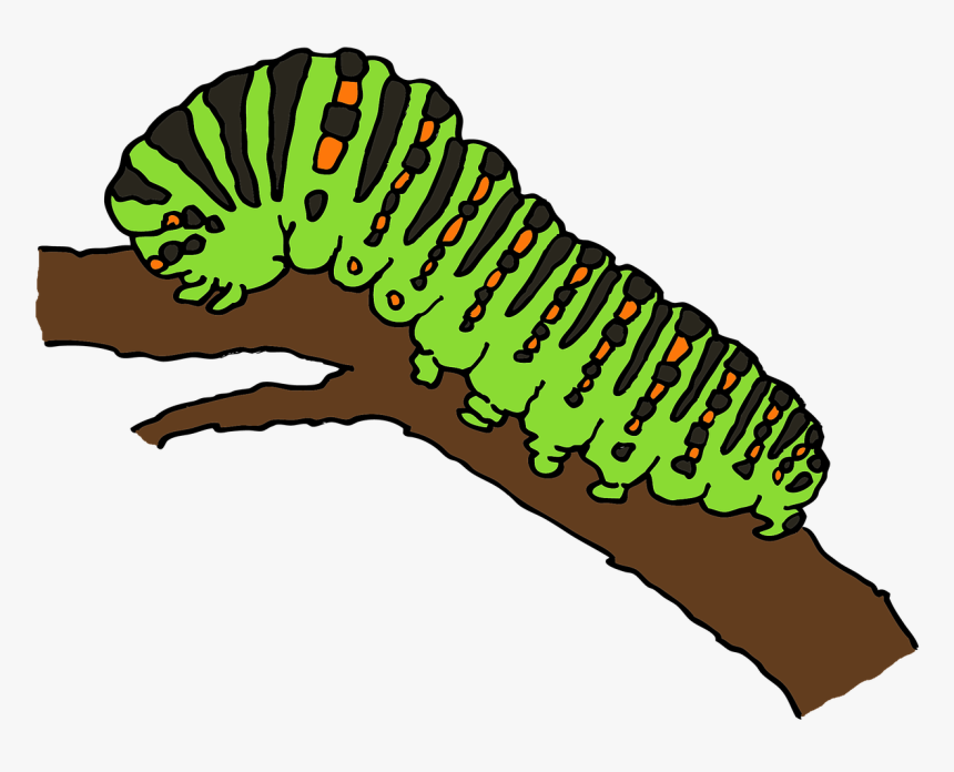 Caterpillar Clipart