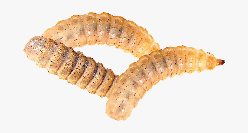 Maggot Png File - Maggot Png, Transparent Png , Transparent Png Image ...