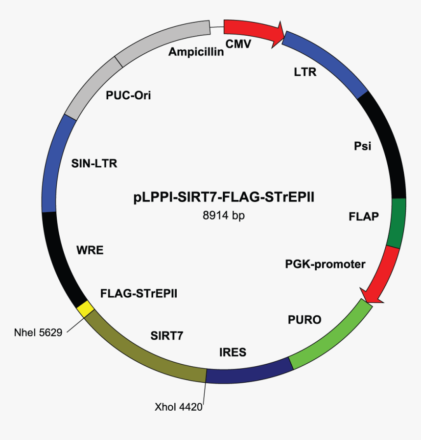 Flag Tag Vector, HD Png Download , Transparent Png Image - PNGitem