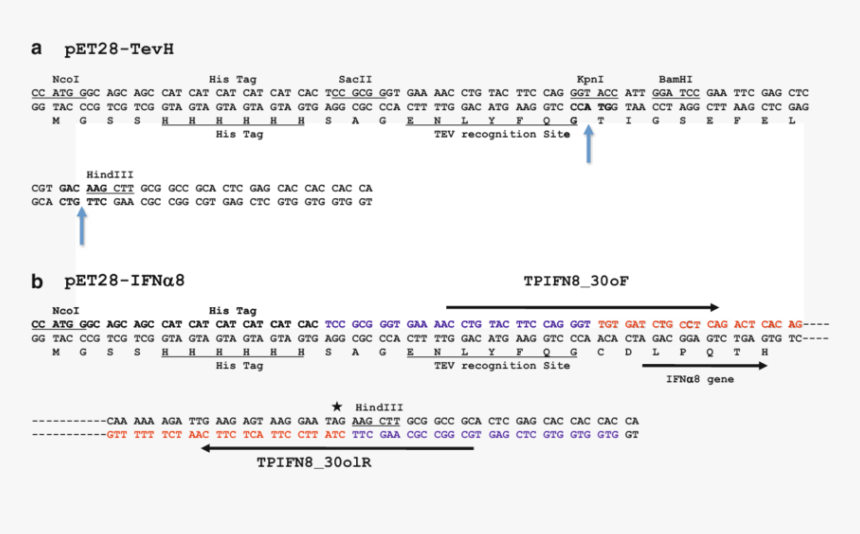 6x His Tag Sequence, HD Png Download , Transparent Png Image - PNGitem