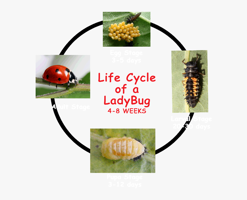 Ladybird Beetle Life Cycle