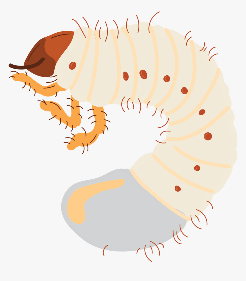 Grubs Png, Transparent Png , Transparent Png Image - PNGitem