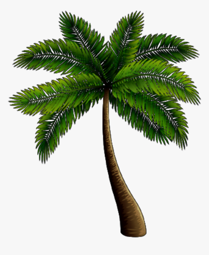 Palmera Png, Transparent Png , Transparent Png Image - PNGitem
