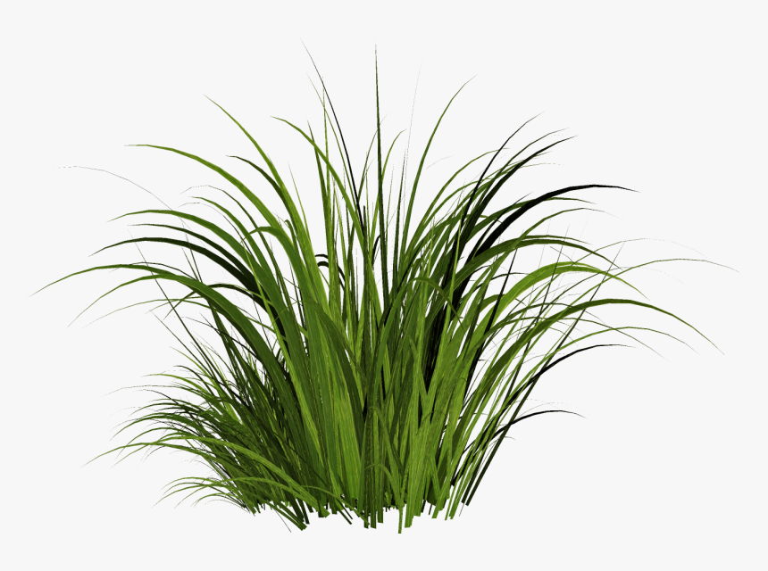 Grass Blade Texture Png