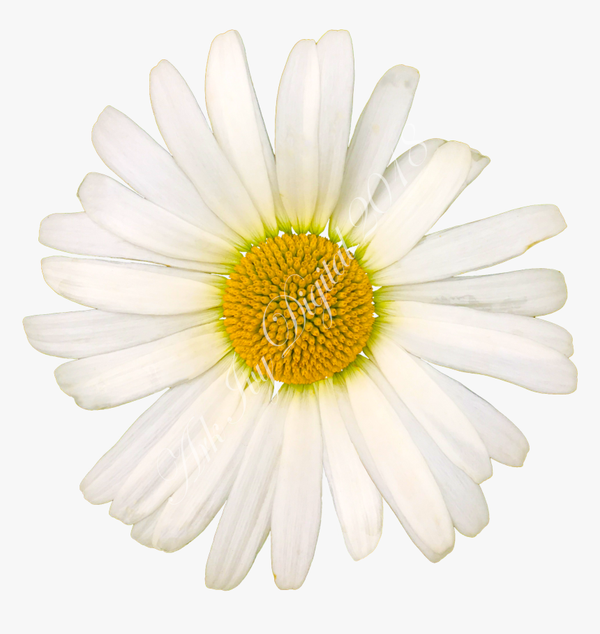 Transparent White Daisy Png, Png Download , Transparent Png Image - PNGitem