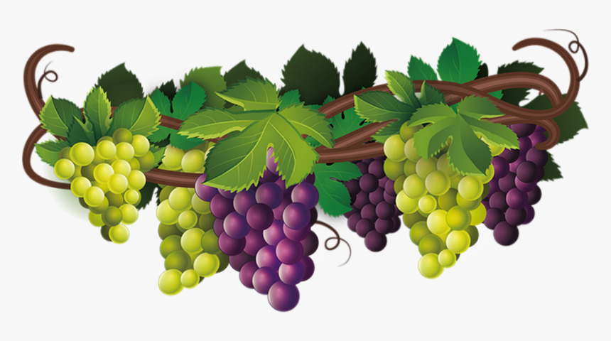Tube Fruit, Raisin Png, Vigne, Vendanges, Transparent Png , Transparent ...