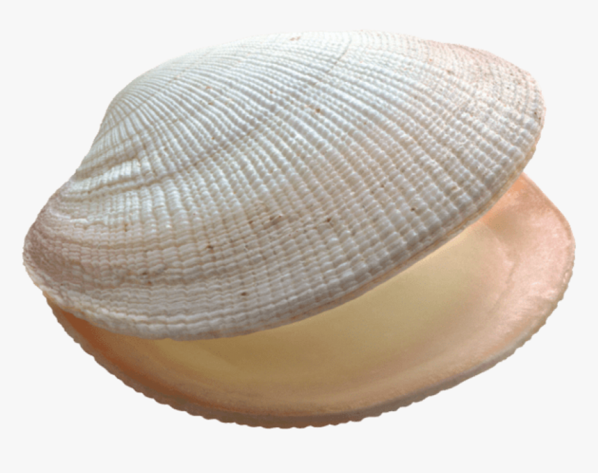 Free Png Shell Png Images Transparent, Png Download , Transparent Png ...