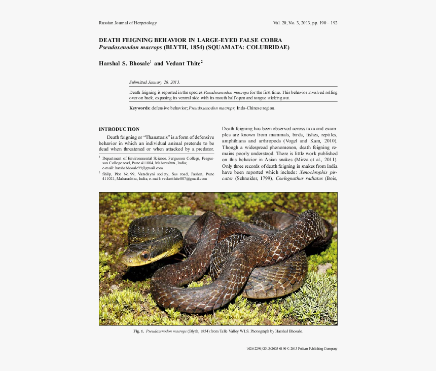 Snake Tongue Png, Transparent Png , Transparent Png Image - PNGitem