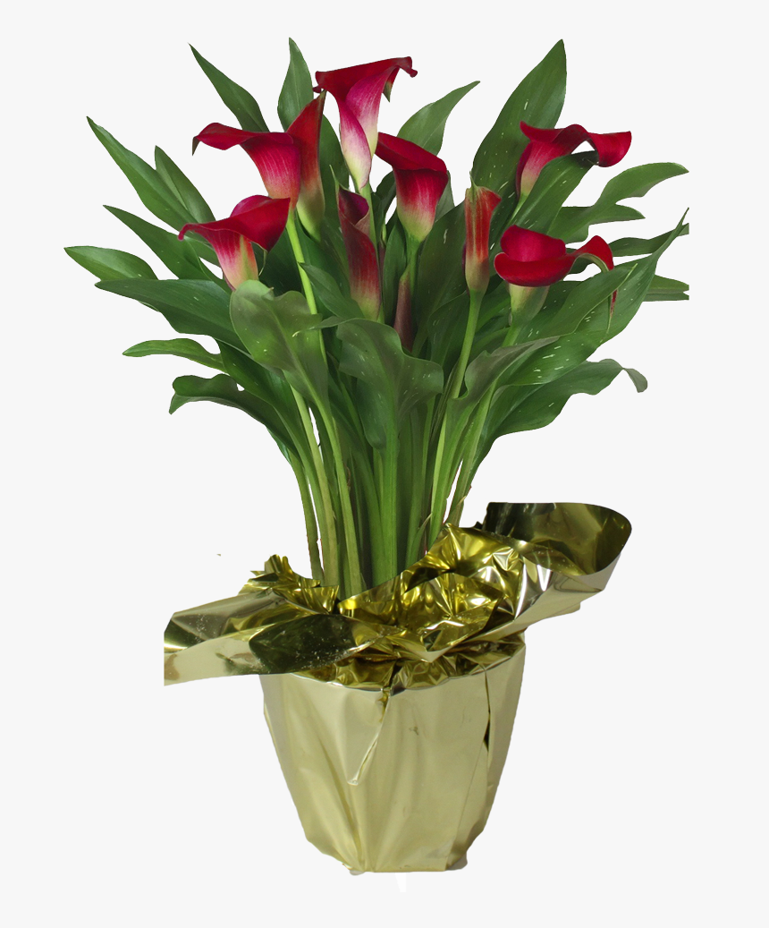 Calla Lily Png, Transparent Png , Transparent Png Image - PNGitem