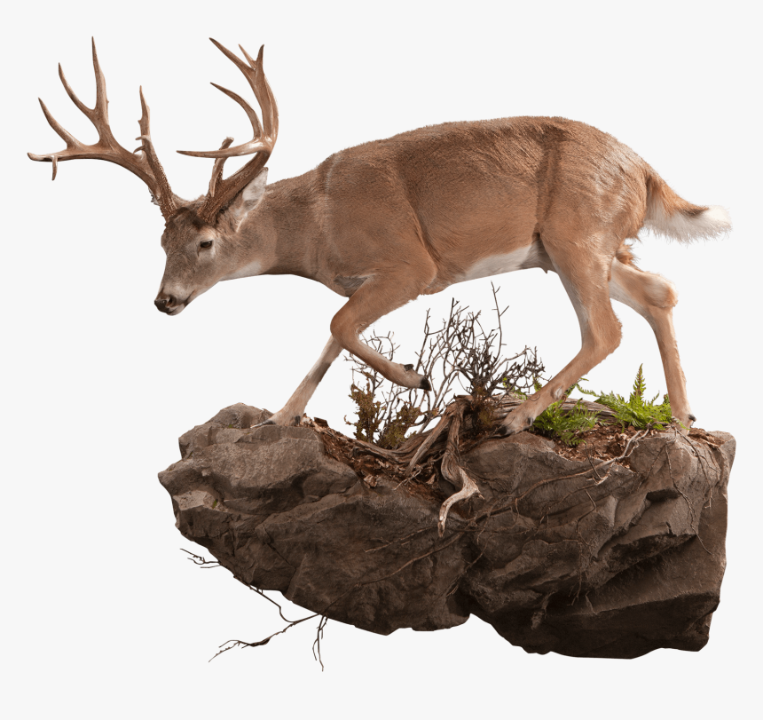 Whitetail Deer On Rock Taxidermy, HD Png Download , Transparent Png ...