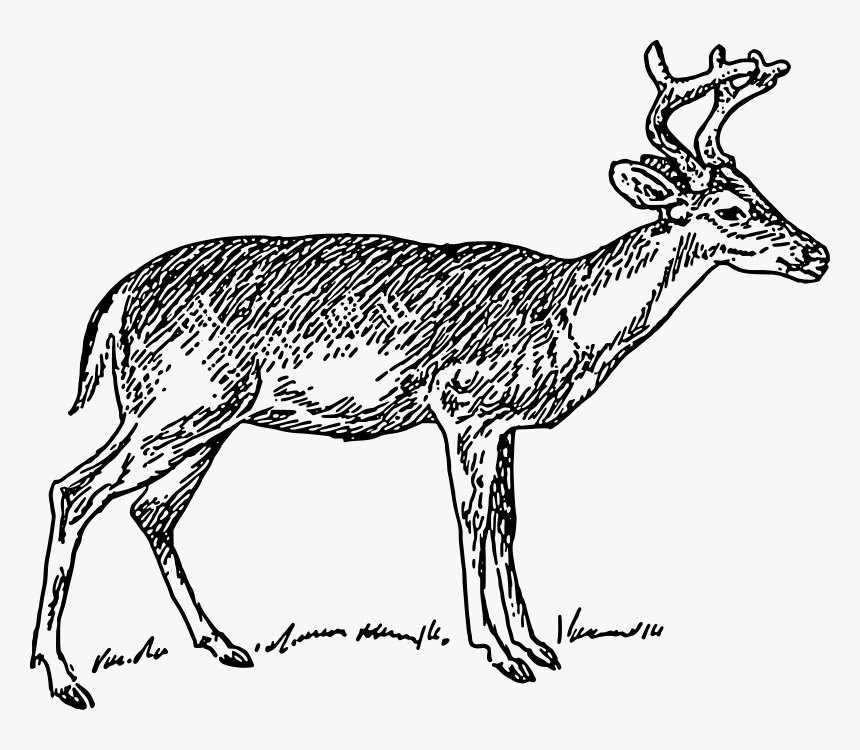 White Tailed Deer Clipart Whitetail Deer, HD Png Download , Transparent ...