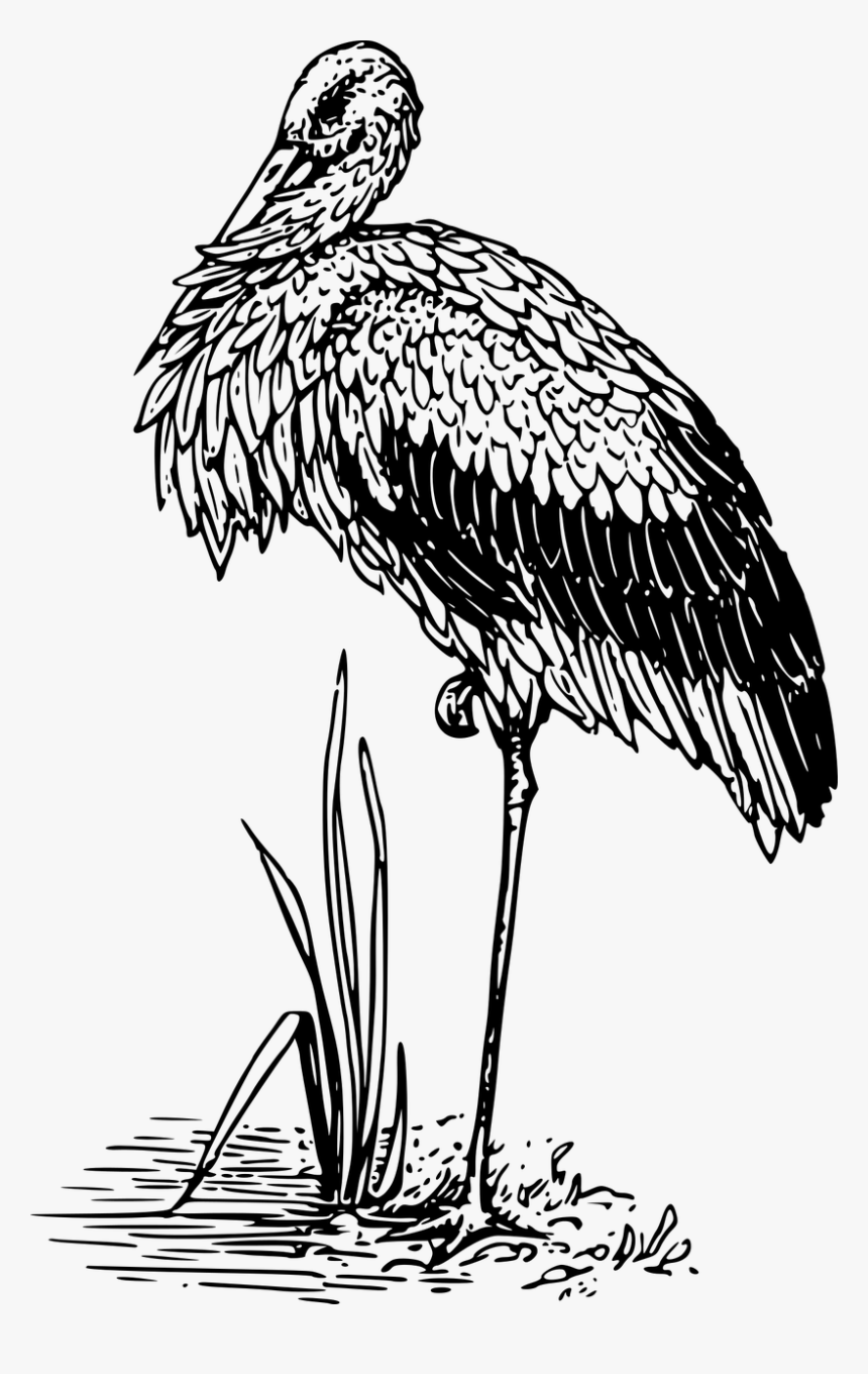 Stork Png, Transparent Png , Transparent Png Image - PNGitem