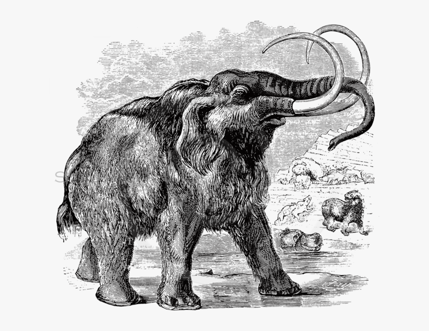 Mammoth Png , Png Download, Transparent Png , Transparent Png Image ...