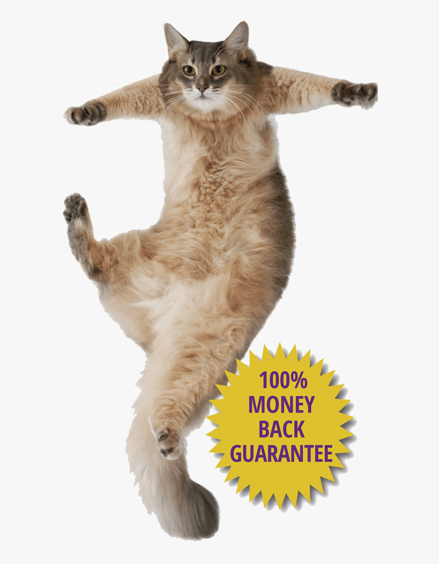 Jumping Cat Png