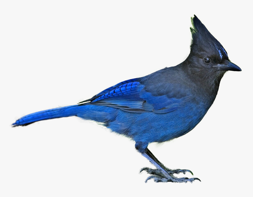 Blue Jay Png, Transparent Png , Transparent Png Image - PNGitem