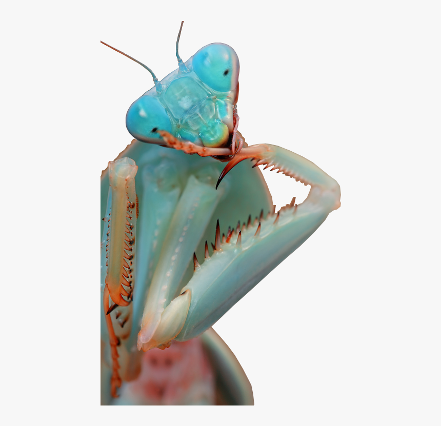 Mantis Png, Transparent Png , Transparent Png Image - PNGitem