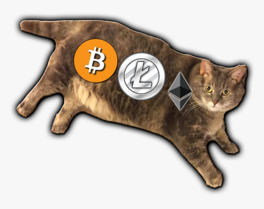 Transparent Fat Cat Png, Png Download , Transparent Png Image - PNGitem