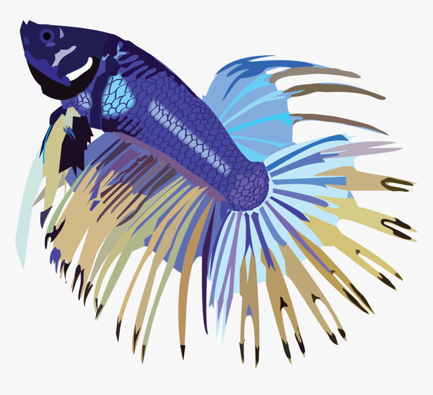 Betta Fish Png, Transparent Png , Transparent Png Image - PNGitem
