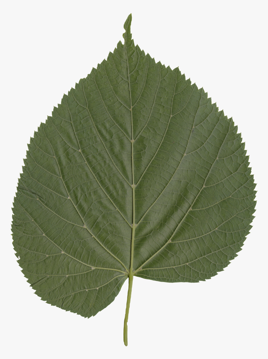 Nature Leaves, HD Png Download , Transparent Png Image - PNGitem