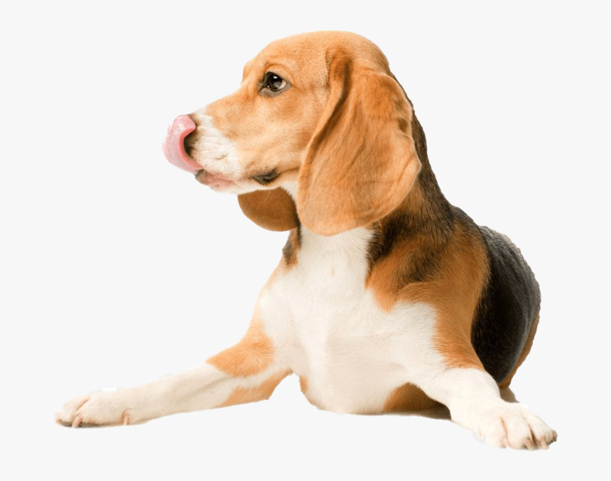 Beagle Dog Png File, Transparent Png , Transparent Png Image - PNGitem