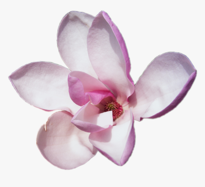 Magnolia Flowers Transparent Png, Png Download , Transparent Png Image ...
