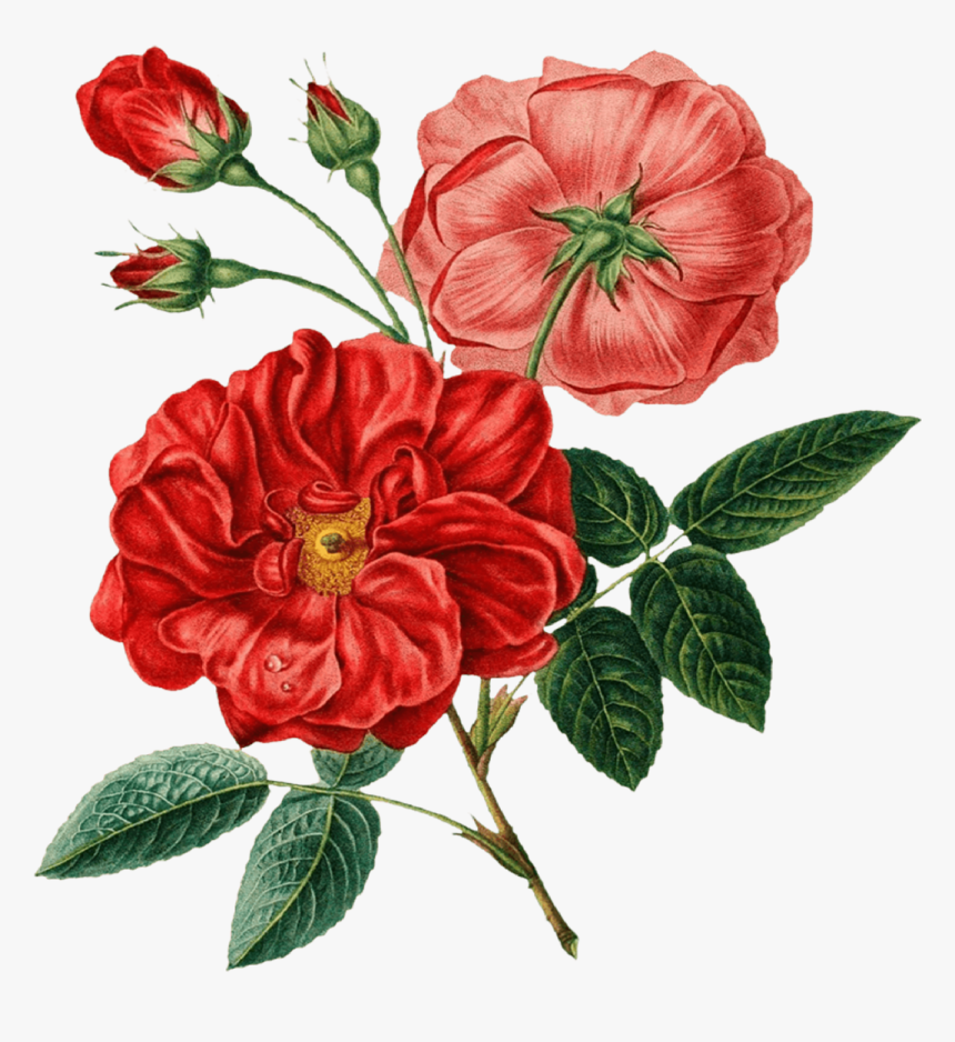 Vintage Roses Png, Transparent Png , Transparent Png Image - PNGitem