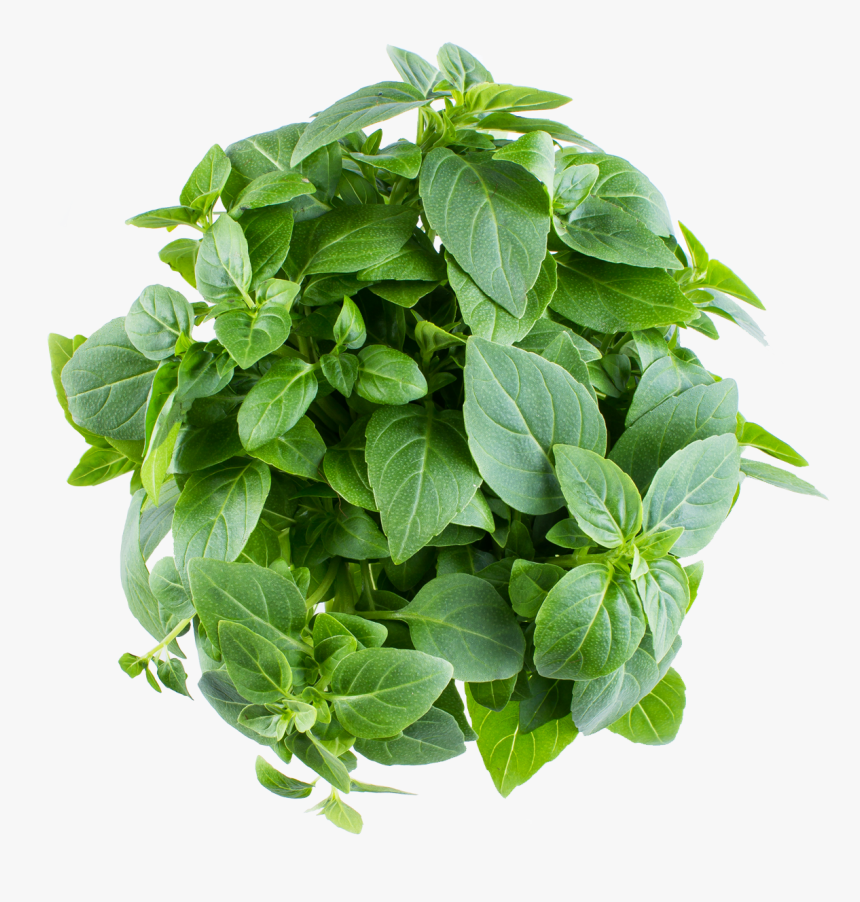 Greek Basil, HD Png Download , Transparent Png Image - PNGitem