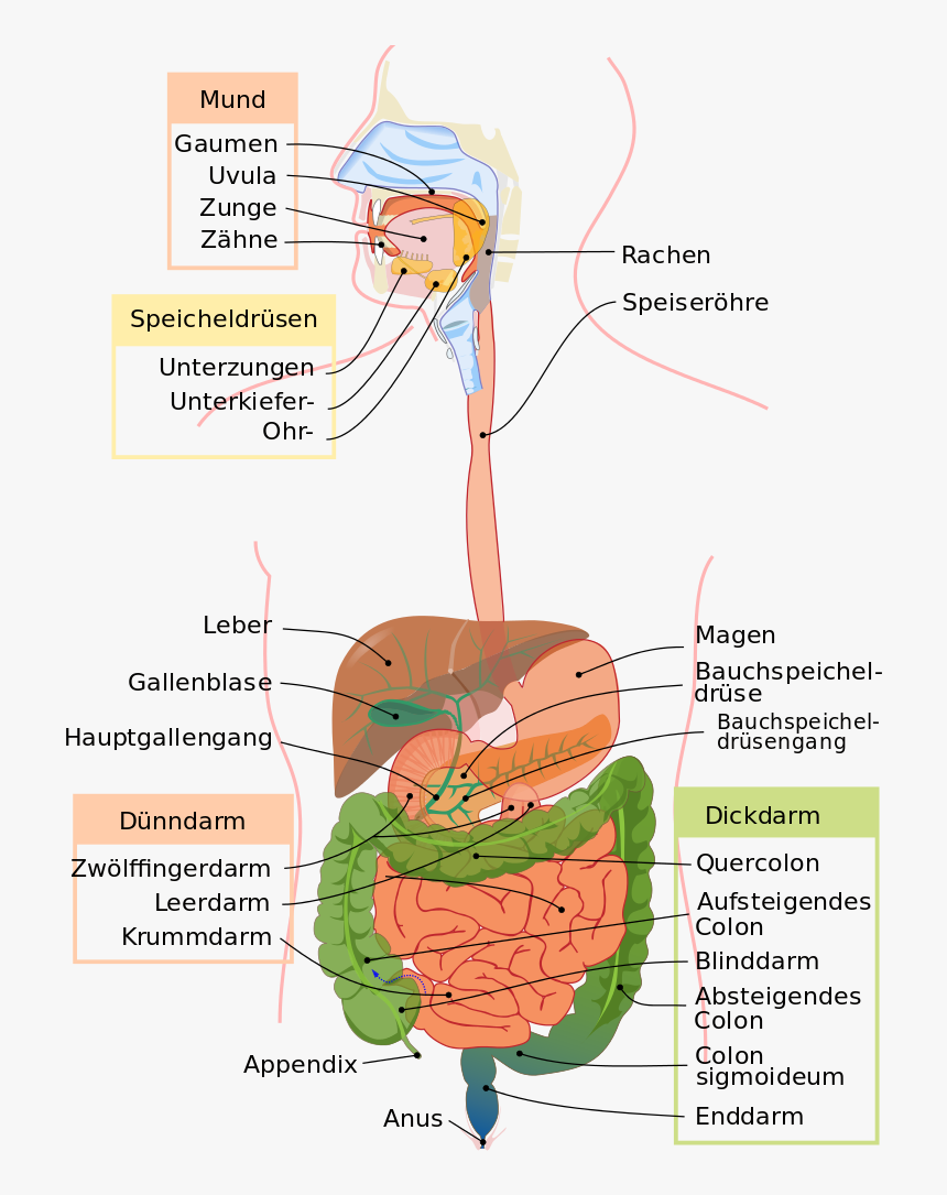 Digestive System Png, Transparent Png , Transparent Png Image - PNGitem