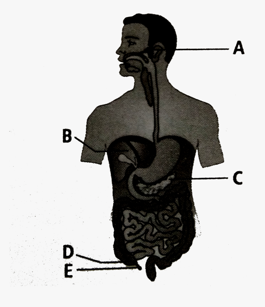 Digestive System Png, Transparent Png , Transparent Png Image - PNGitem