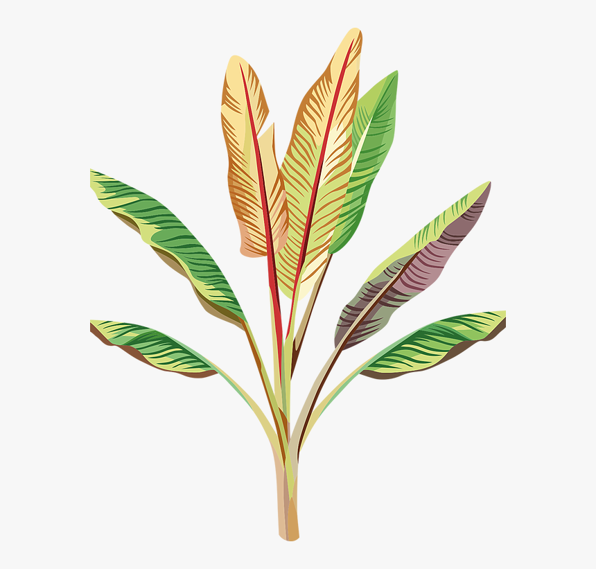 Banana Tree Png, Transparent Png , Transparent Png Image - PNGitem