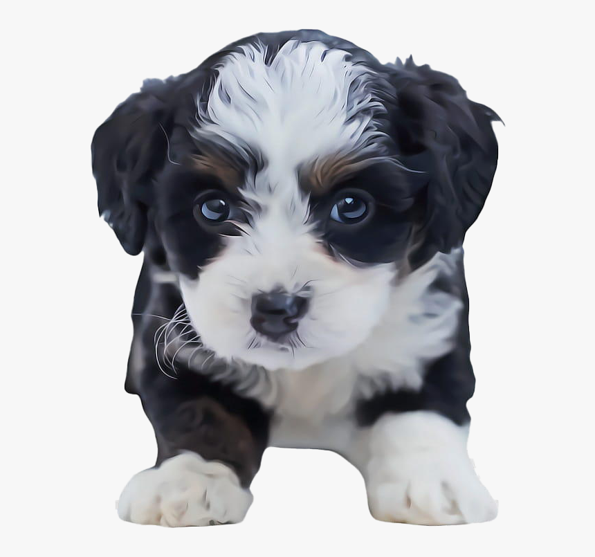 Shih Tzu Puppy Png Clipart, Transparent Png , Transparent Png Image ...