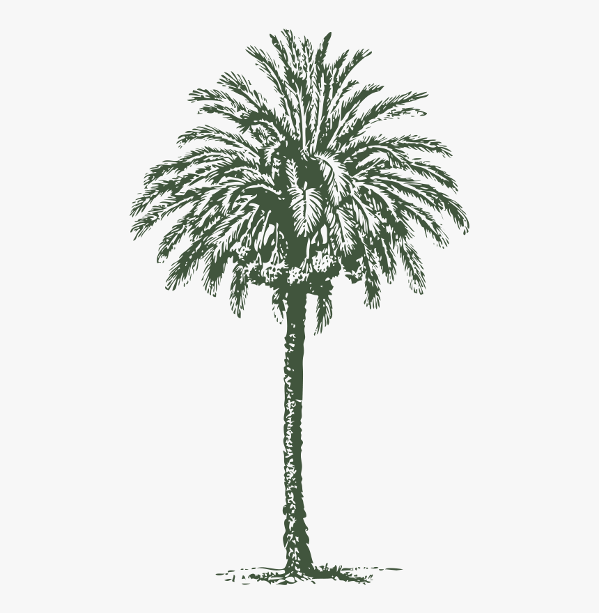 Evergreen,plant,arecales - Arabian Palm Tree, HD Png Download ...