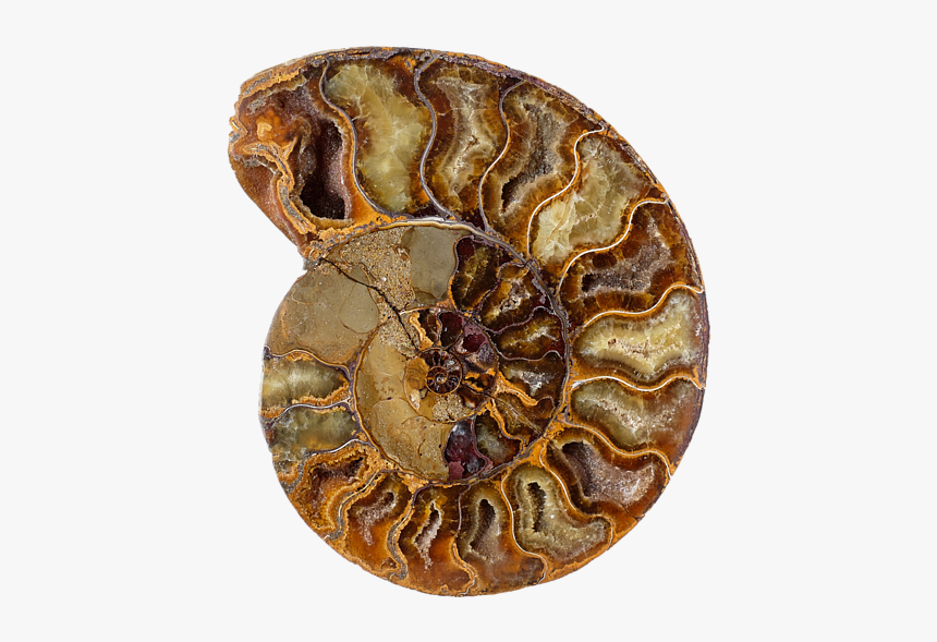 Fossil Spiral Transparent Background, HD Png Download , Transparent Png ...
