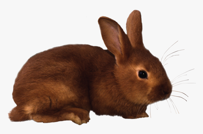 Best Free Rabbit Png Icon - Rabbit Clipart, Transparent Png ...