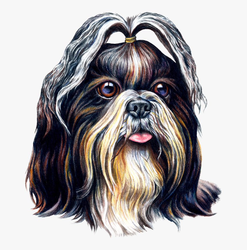 Shih Tzu Png , Png Download, Transparent Png , Transparent Png Image ...