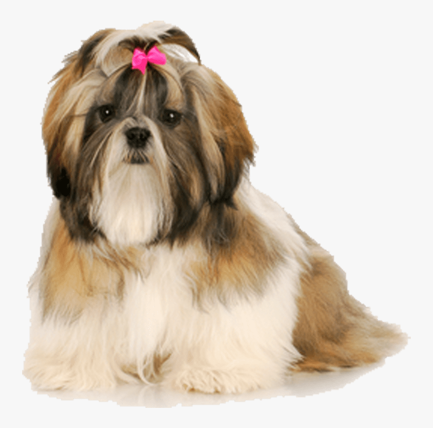 Shih Tzu Png, Transparent Png , Transparent Png Image - PNGitem