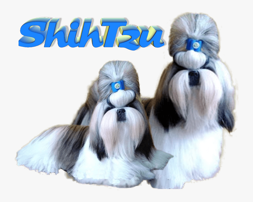 Shih Tzu Png, Transparent Png , Transparent Png Image - PNGitem