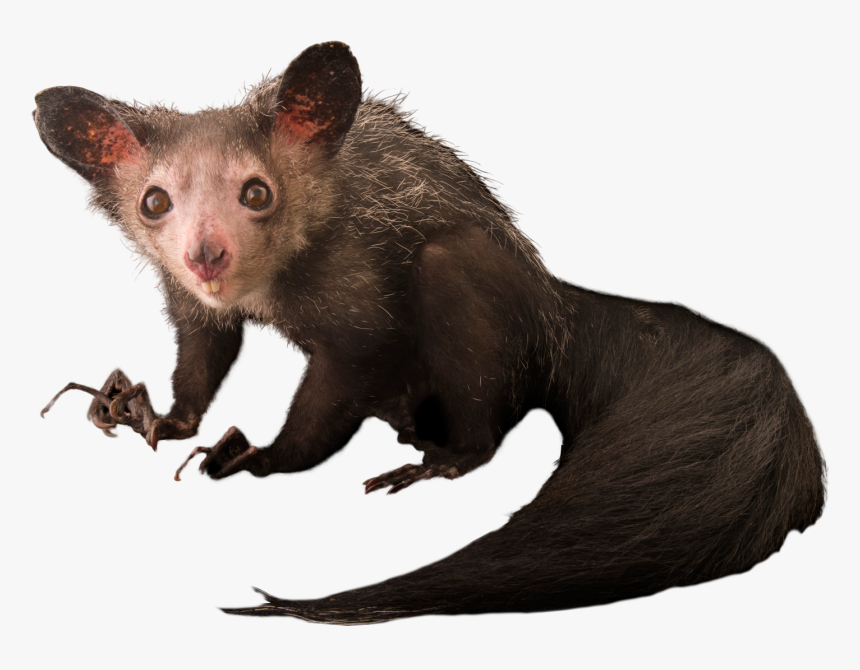 Possum Png, Transparent Png , Transparent Png Image - PNGitem
