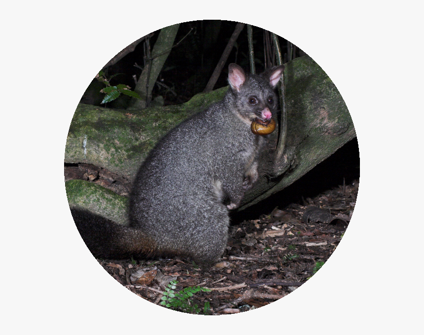 Possum Png, Transparent Png , Transparent Png Image - PNGitem